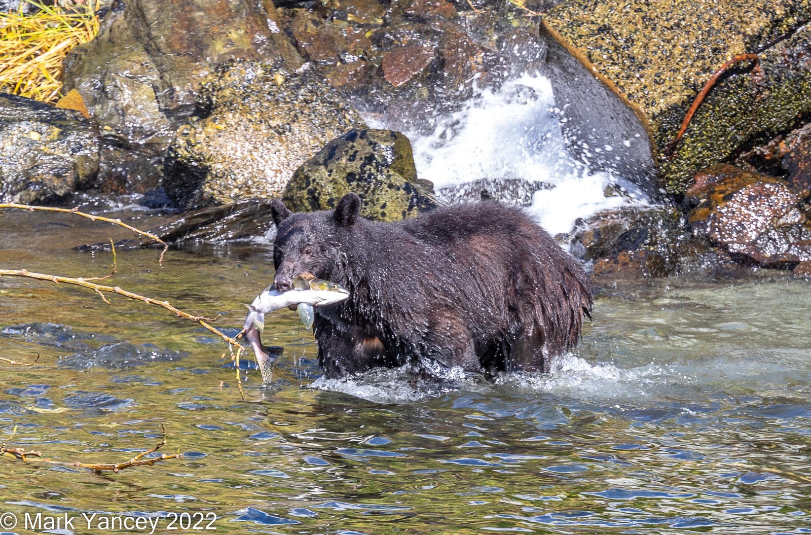 Alaska - Ketchikan's Alaska Rainforest Sanctuary - Mark Yancey Photo