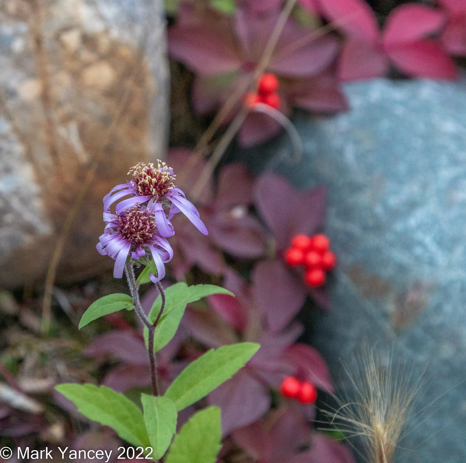 Alaska – McKinley Chalet Resort - Mark Yancey Photo